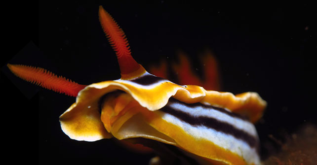 Bali Scuba Masters - Dive Sites - Secret Bay Dive Site