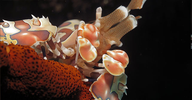 Bali Scuba Masters - Dive Sites - Seraya Dive Site